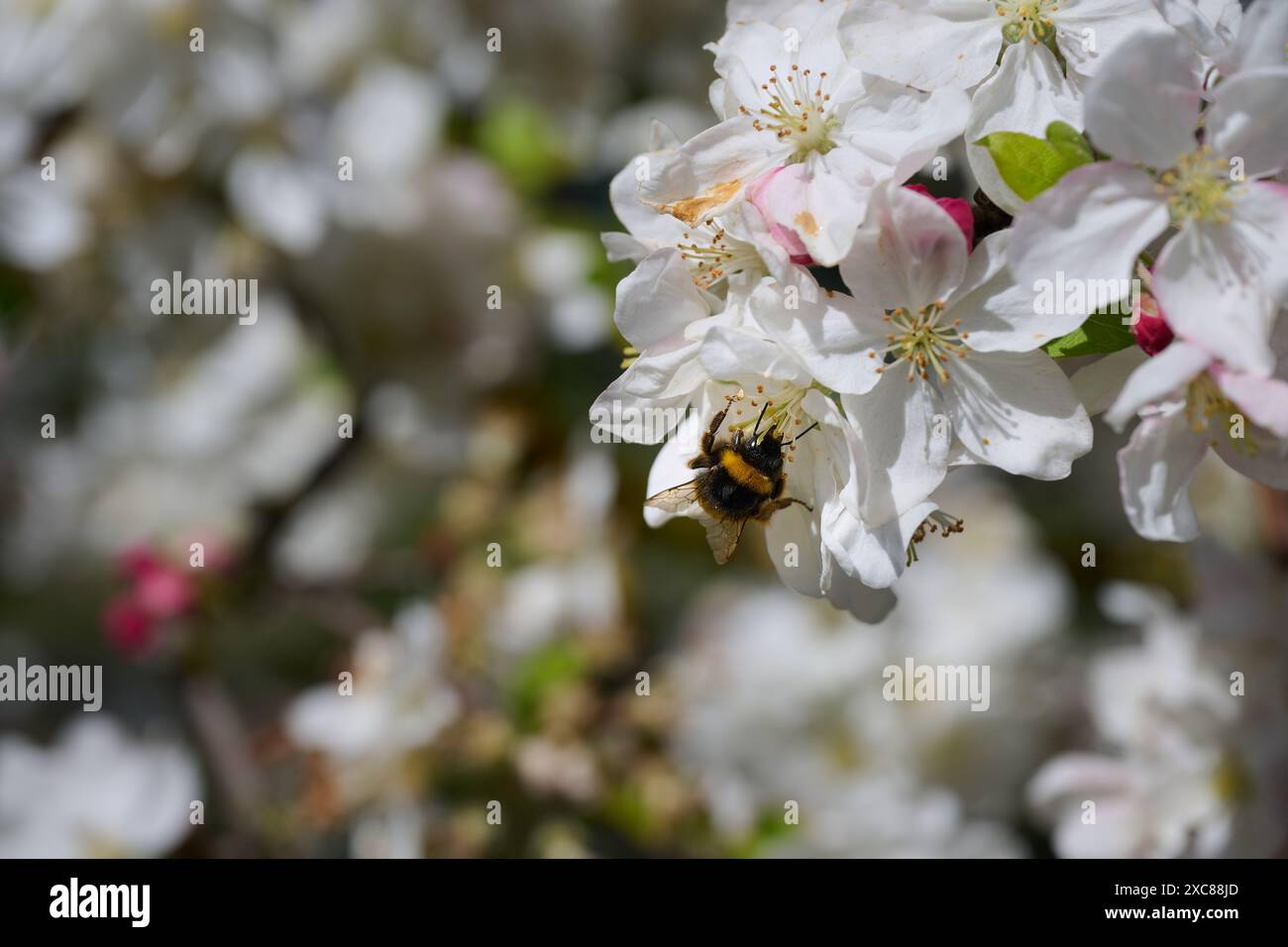 bee pollinating cherry blossom flowers (Prunus serrulata Stock Photo ...