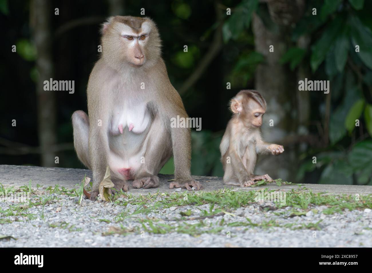 Beautiful long tailed macaque hi-res stock photography and images - Alamy