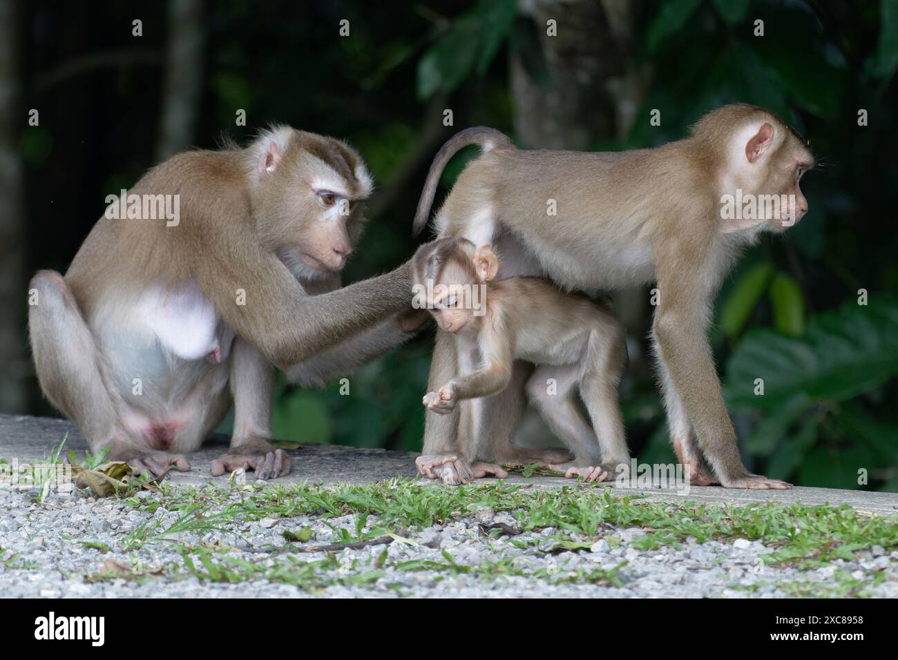 Young long tailed baby hi-res stock photography and images - Alamy