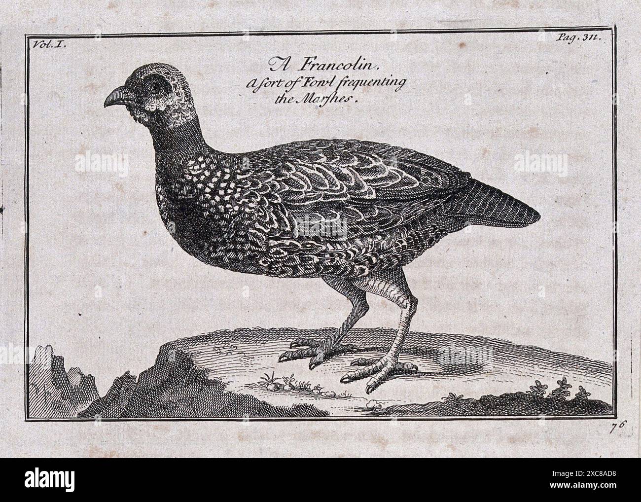 This black and white etching depicts a francolin bird, a type of fowl ...