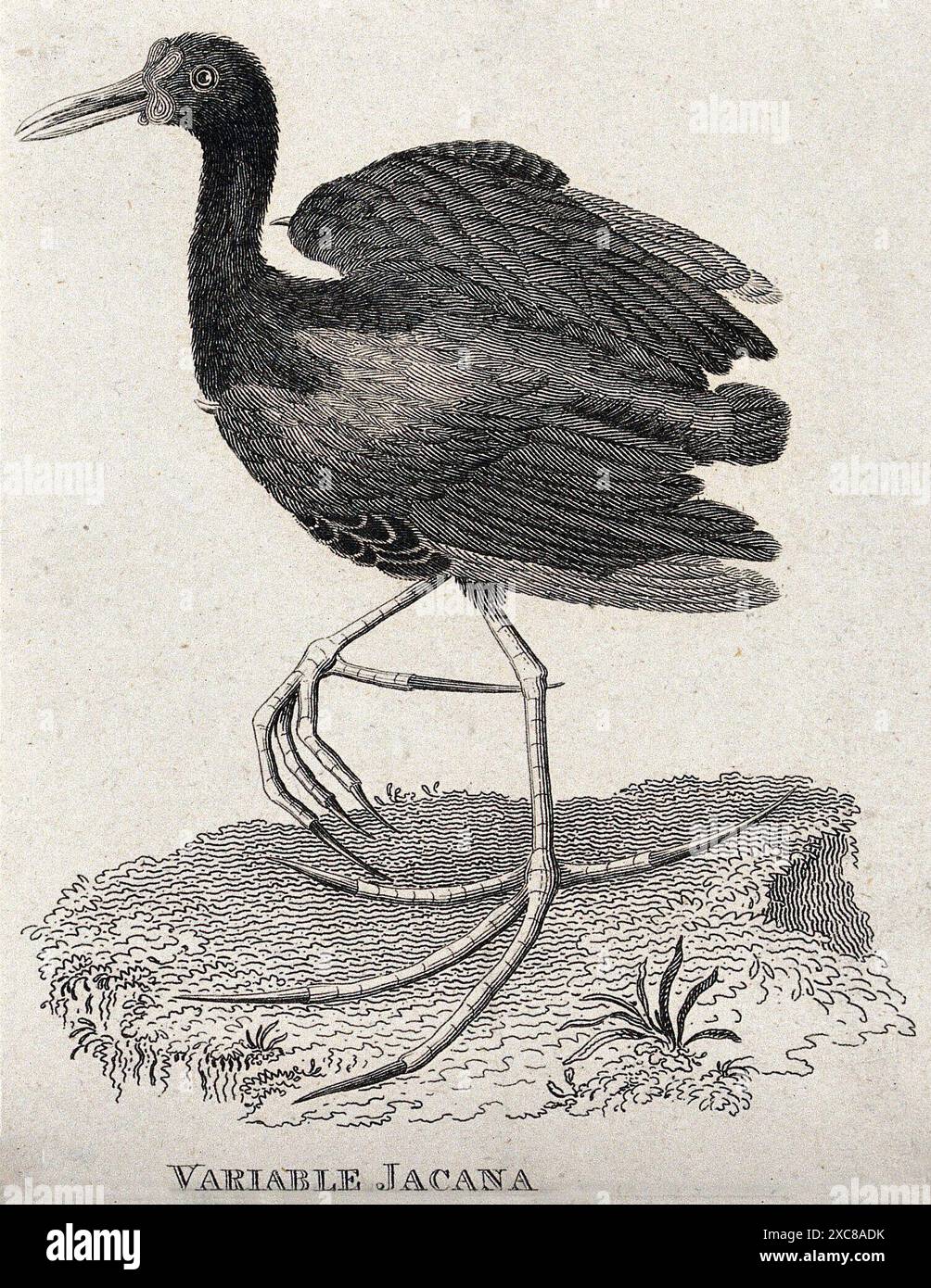 An intricate etching depicting a Variable Jacana bird, a wading bird ...
