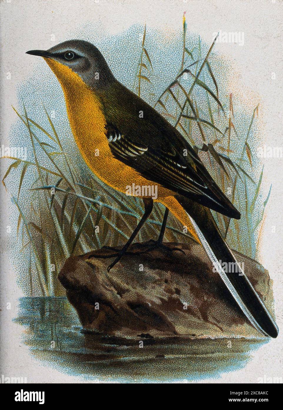 Motacilla raii hi-res stock photography and images - Alamy