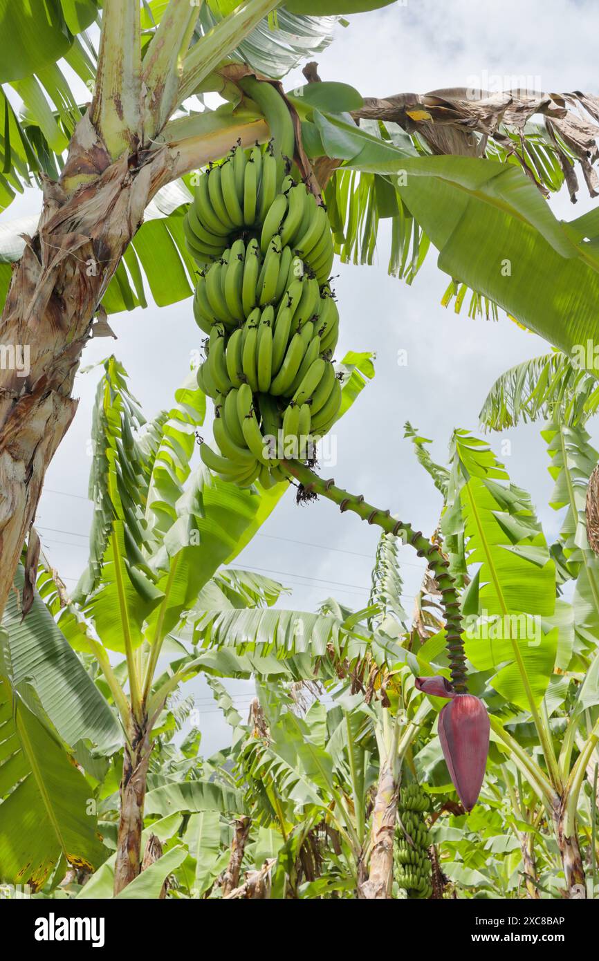 Derelict military building adjacent Morne Fortune Museum and Art ...