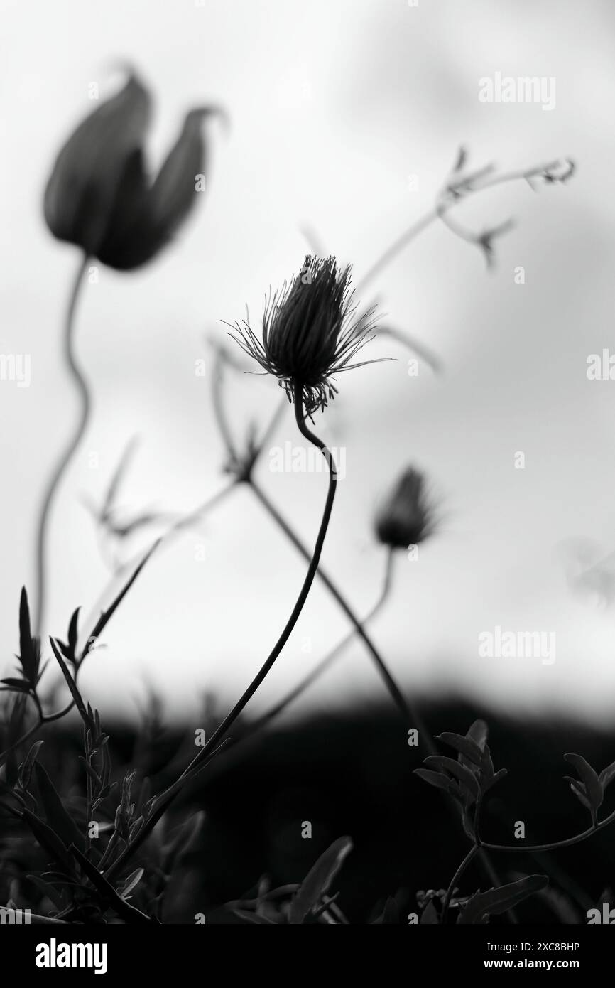 Flowering plants with a delicate structure Stock Photo - Alamy