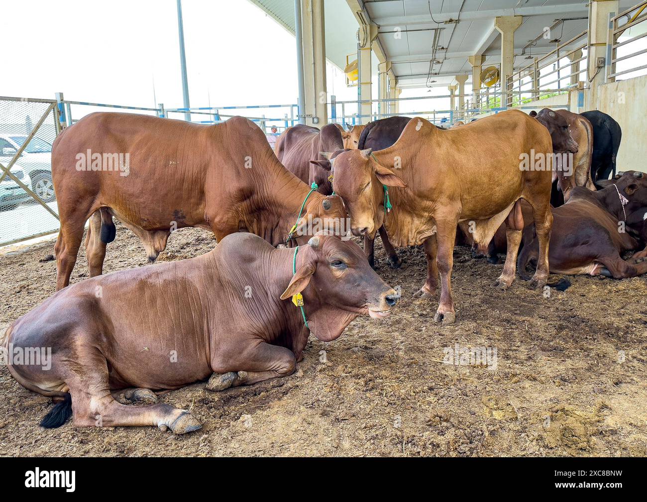 QATAR EID AL-ADHA PREPARATION 2024 Cows are on sale at the livestock ...