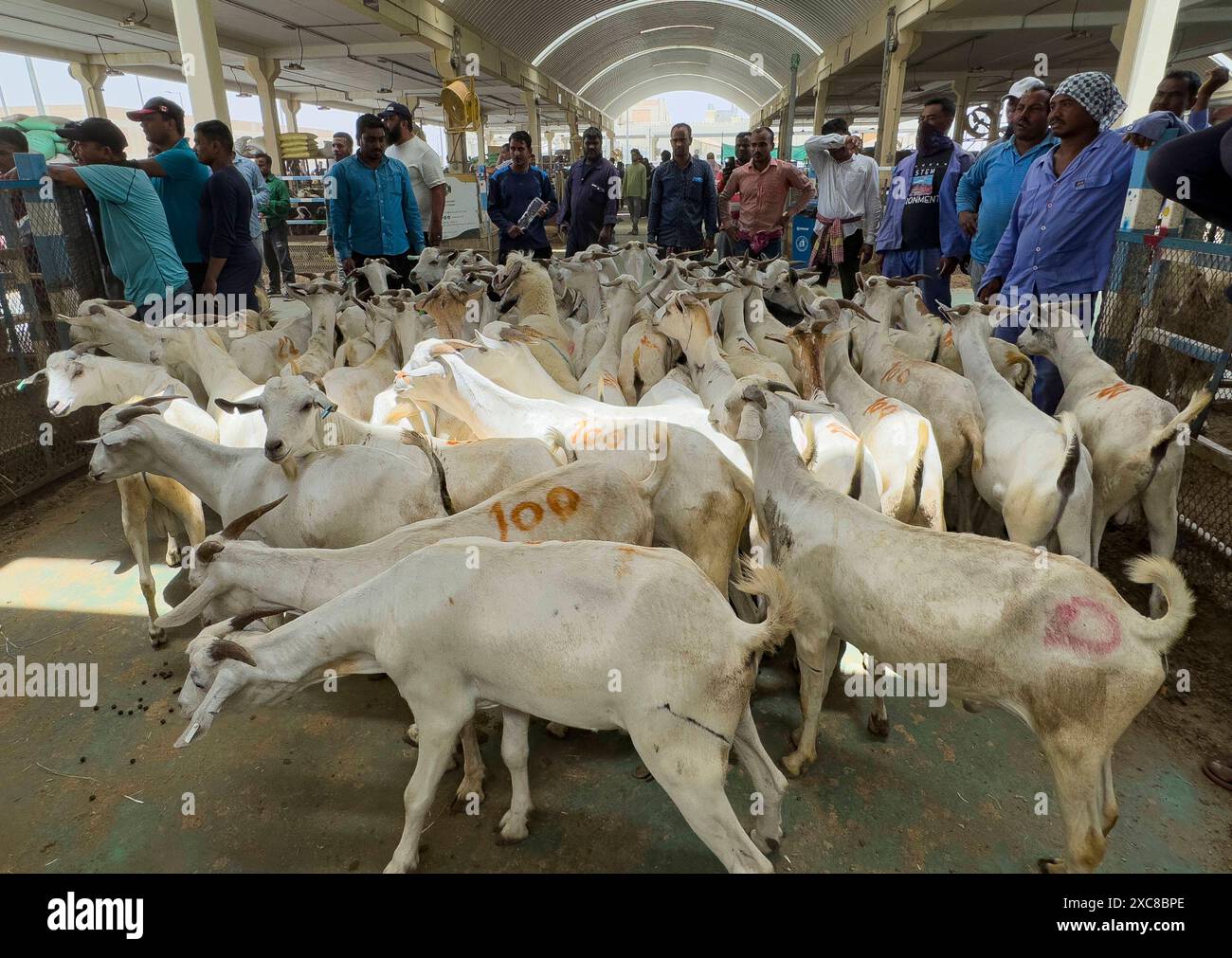 QATAR EID AL-ADHA PREPARATION 2024 A genaral view of the livestock ...