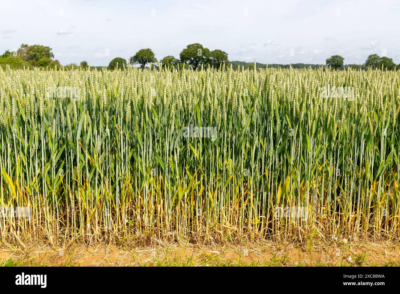 Side view of green wheat crop growing in arable field, Sutton, Suffolk ...