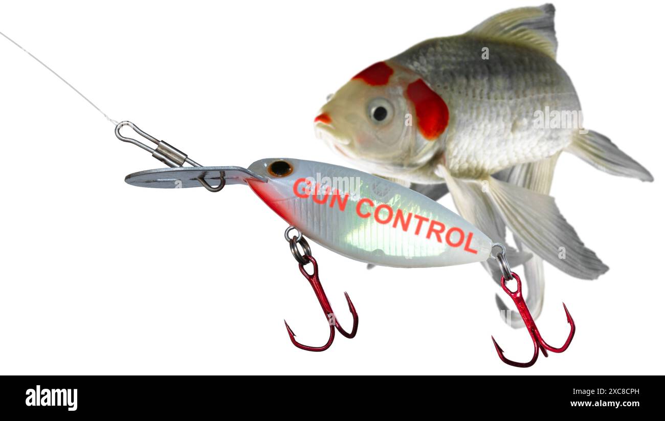 Large white fish turning to look at the artificial bait from gun ...