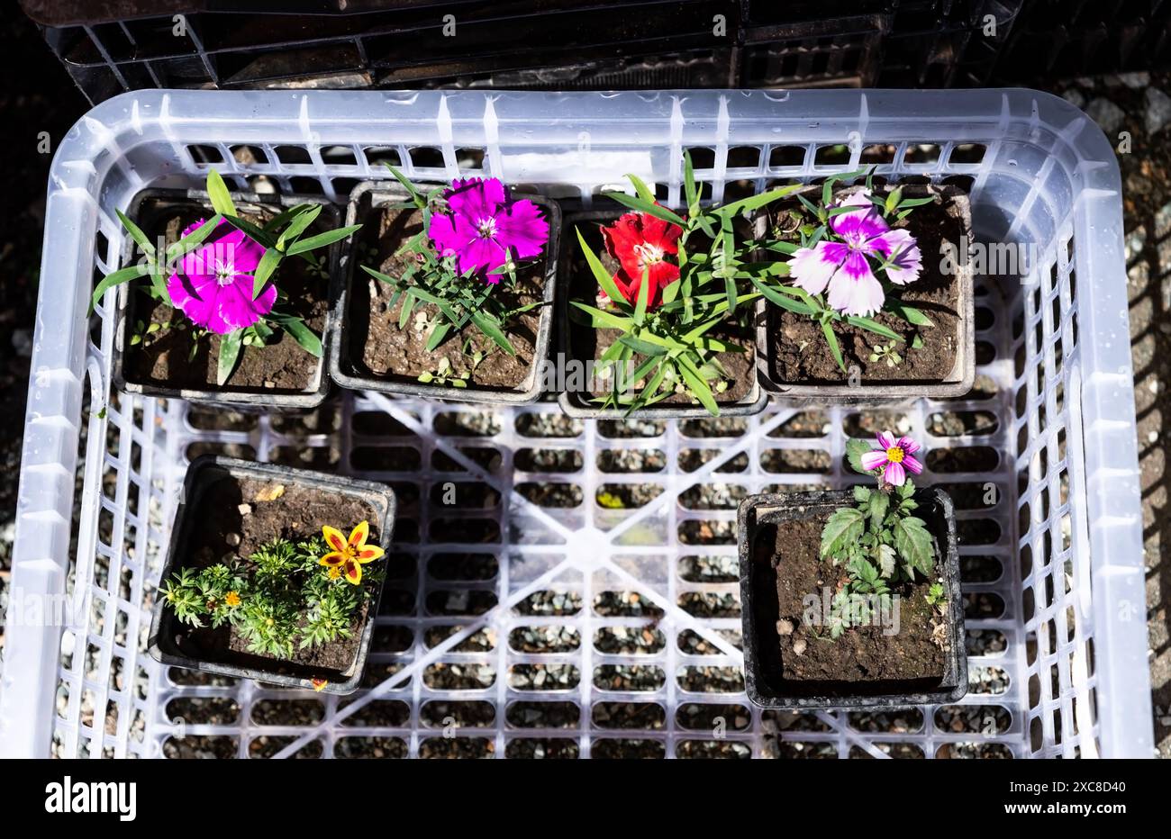 Carnation group hi-res stock photography and images - Alamy