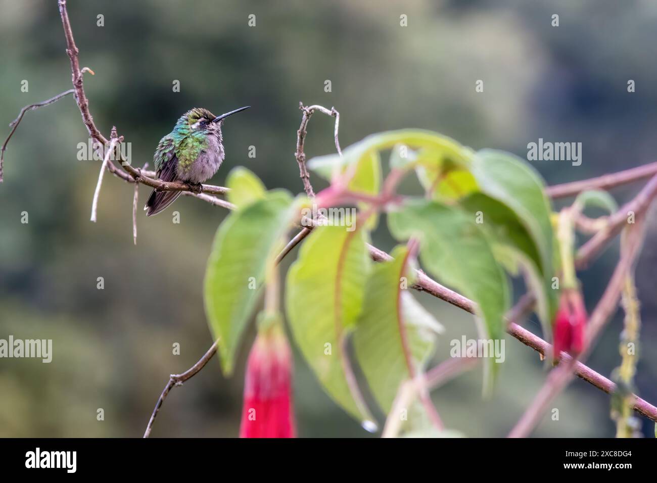 A short-tailed emerald hummingbird perched on a fuchsia boliviana twig ...