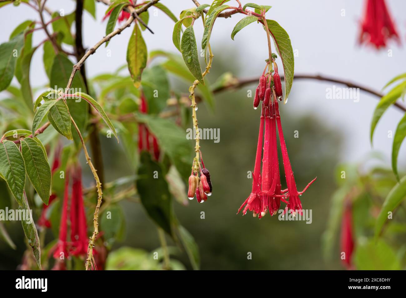 Close-up photography of hanging fuchsia Boliviana flowers, and some ...