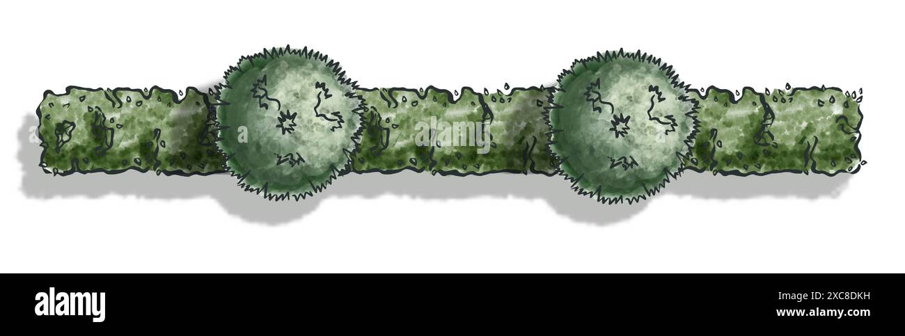 A hedge of trimmed bushes and trees. Top view close-up topiary shapes ...