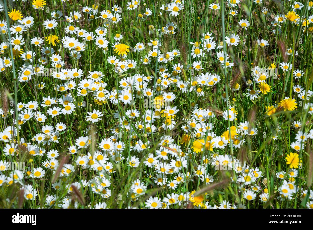 Medio diente hi-res stock photography and images - Alamy