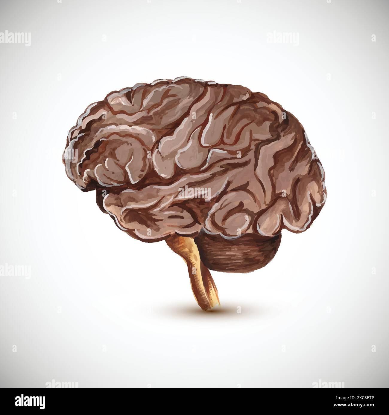 Hand draw brain human anatomy biology organ body system design Stock ...