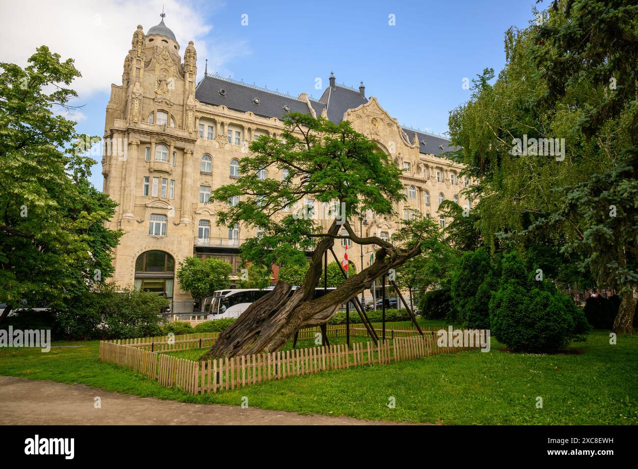 The Old Acacia Tree in Stephen Széchenyi Square, Budapest, Hungary ...