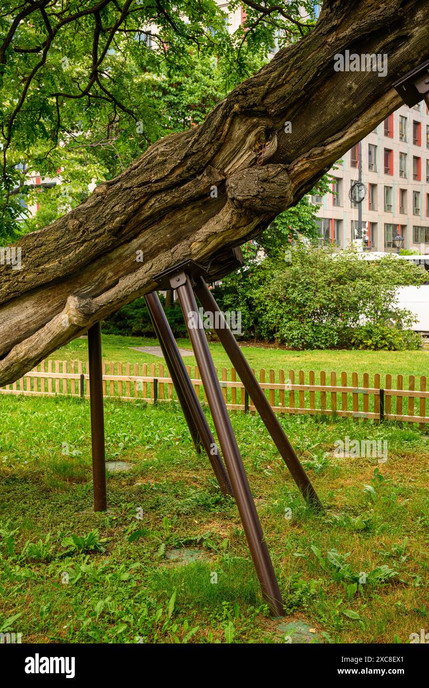 The Old Acacia Tree in Stephen Széchenyi Square, Budapest, Hungary ...