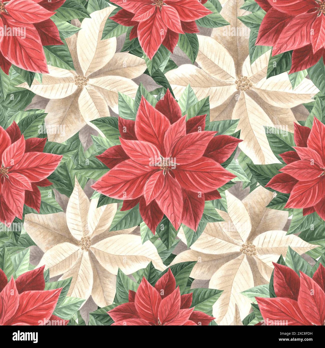 Poinsettia clipart hi-res stock photography and images - Alamy