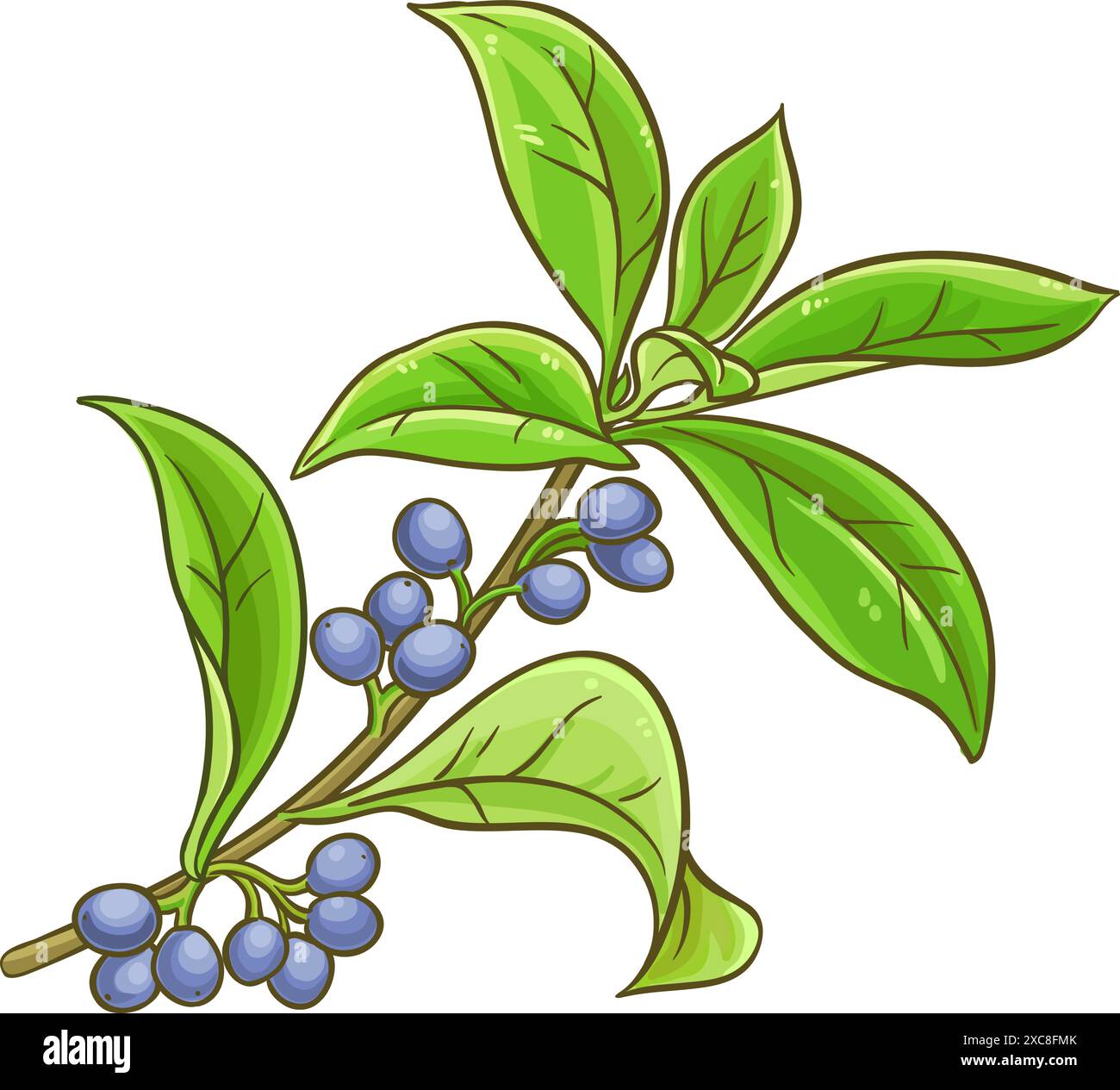 Osmanthus Branch Colored Detailed Illustration Stock Vector Image & Art ... Osmanthus Branch Colored Detailed Illustration Stock Vector Image & Art ...