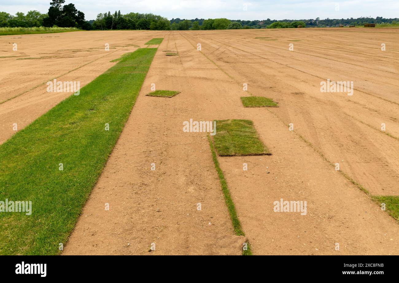 Landscape of flat turf field showing bare soil and pieces of grass ...