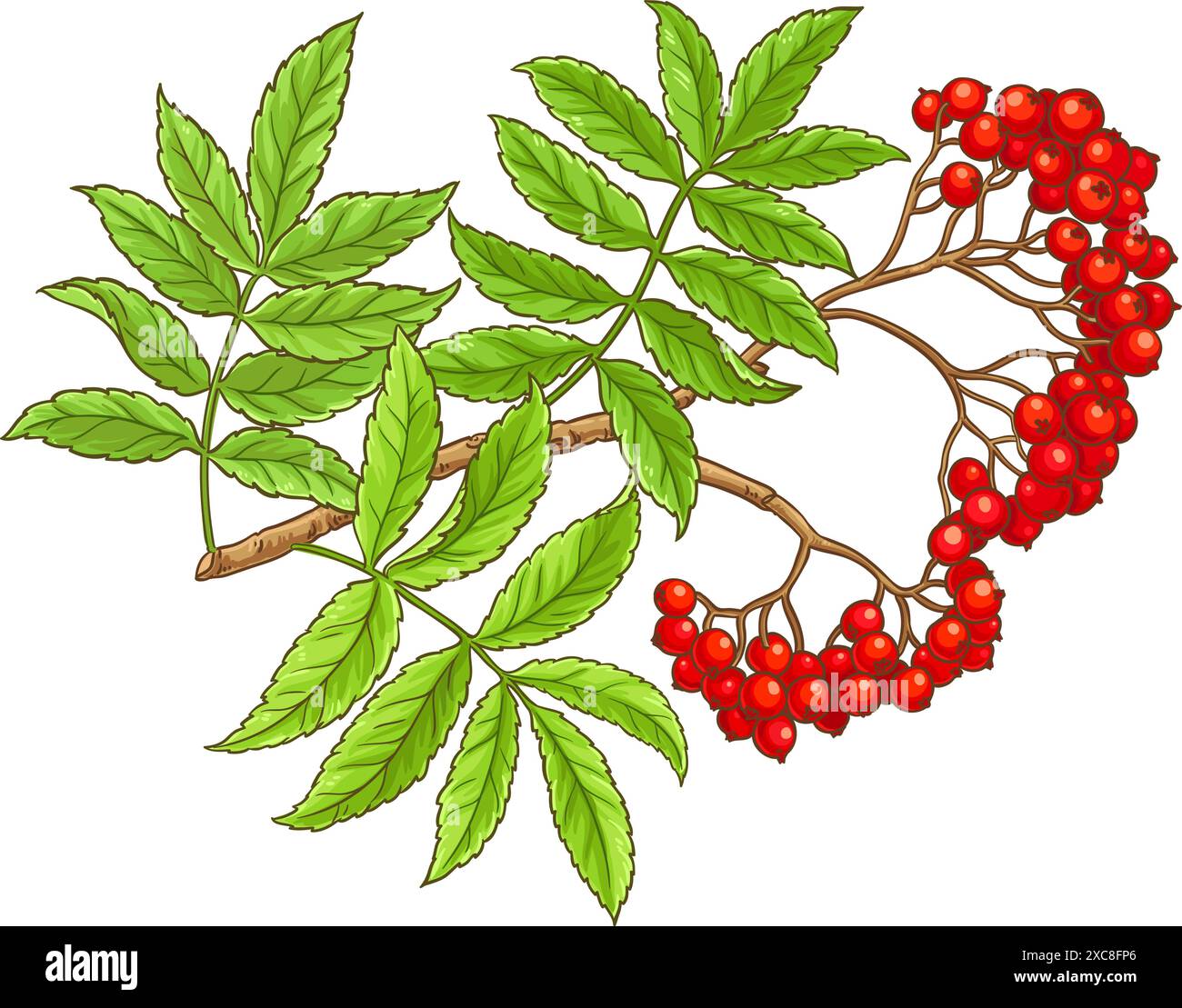 Rowan Branch Colored Detailed Illustration Stock Vector Image & Art - Alamy