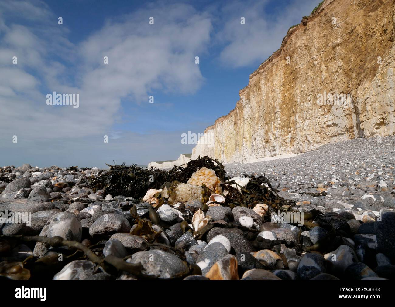 Seven Sisters chalk cliffs towering above the seaweed covered pebble ...