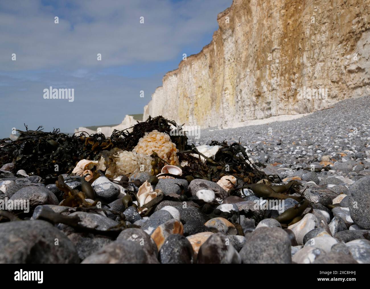 Seven Sisters chalk cliffs towering above the seaweed covered pebble ...