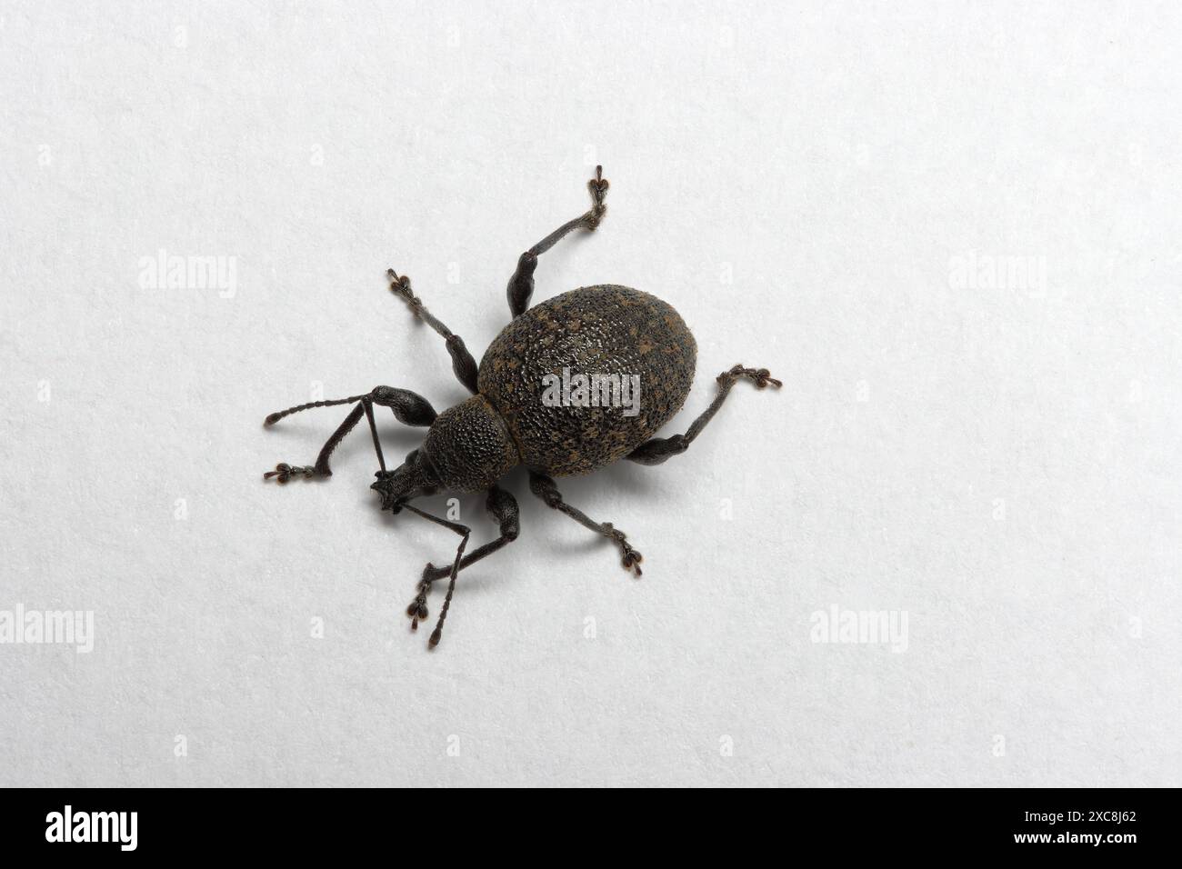 Closeup of live bug Otiorhynchus on a white background by focus ...