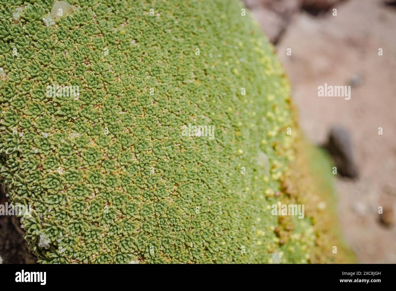 Desert moss in atacama desert hi-res stock photography and images - Alamy
