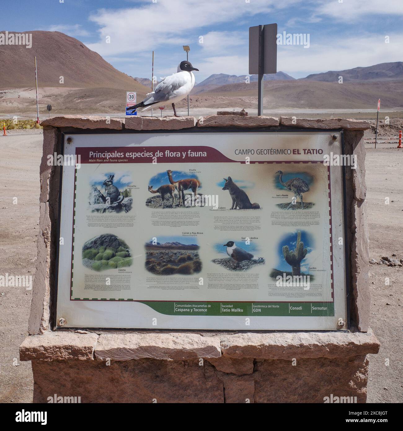 Chile native fauna hi-res stock photography and images - Alamy