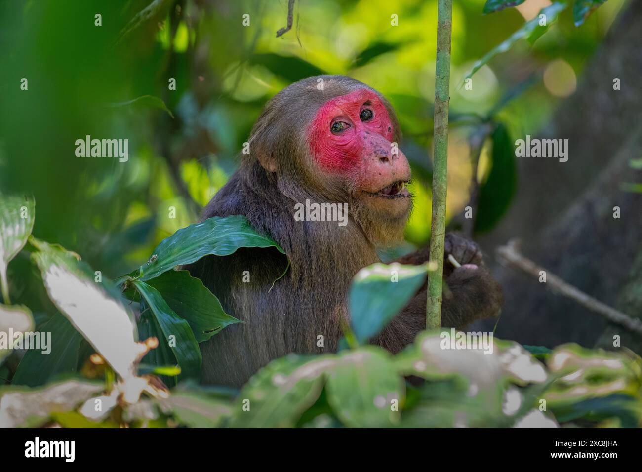 Stump-tailed macaque foraging on forest floor Stock Photo - Alamy