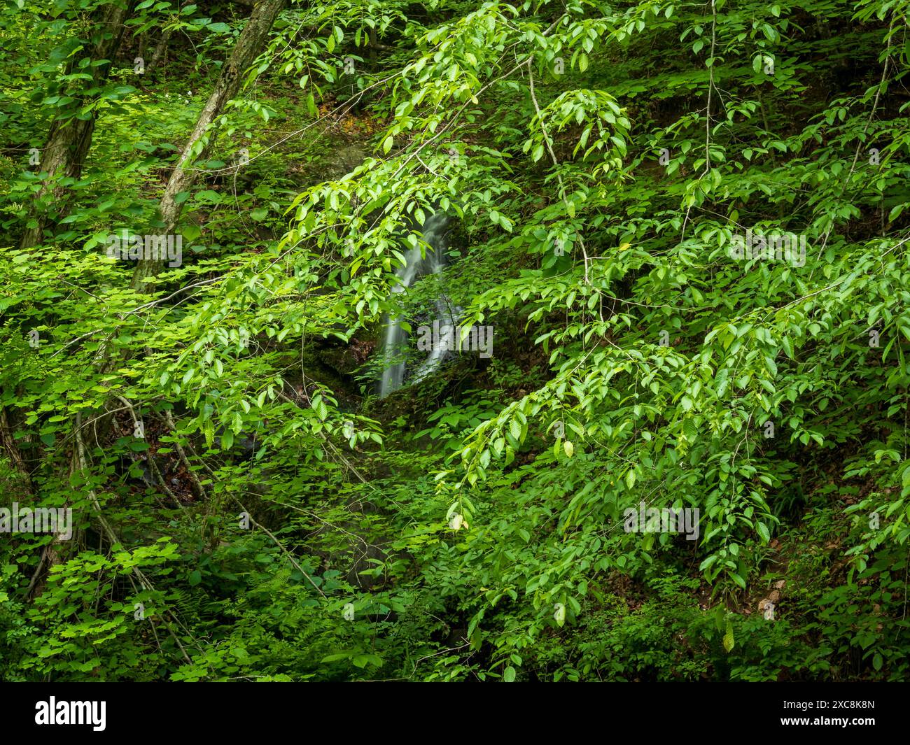 A hidden gem, a silky waterfall cascades gracefully among the lush ...