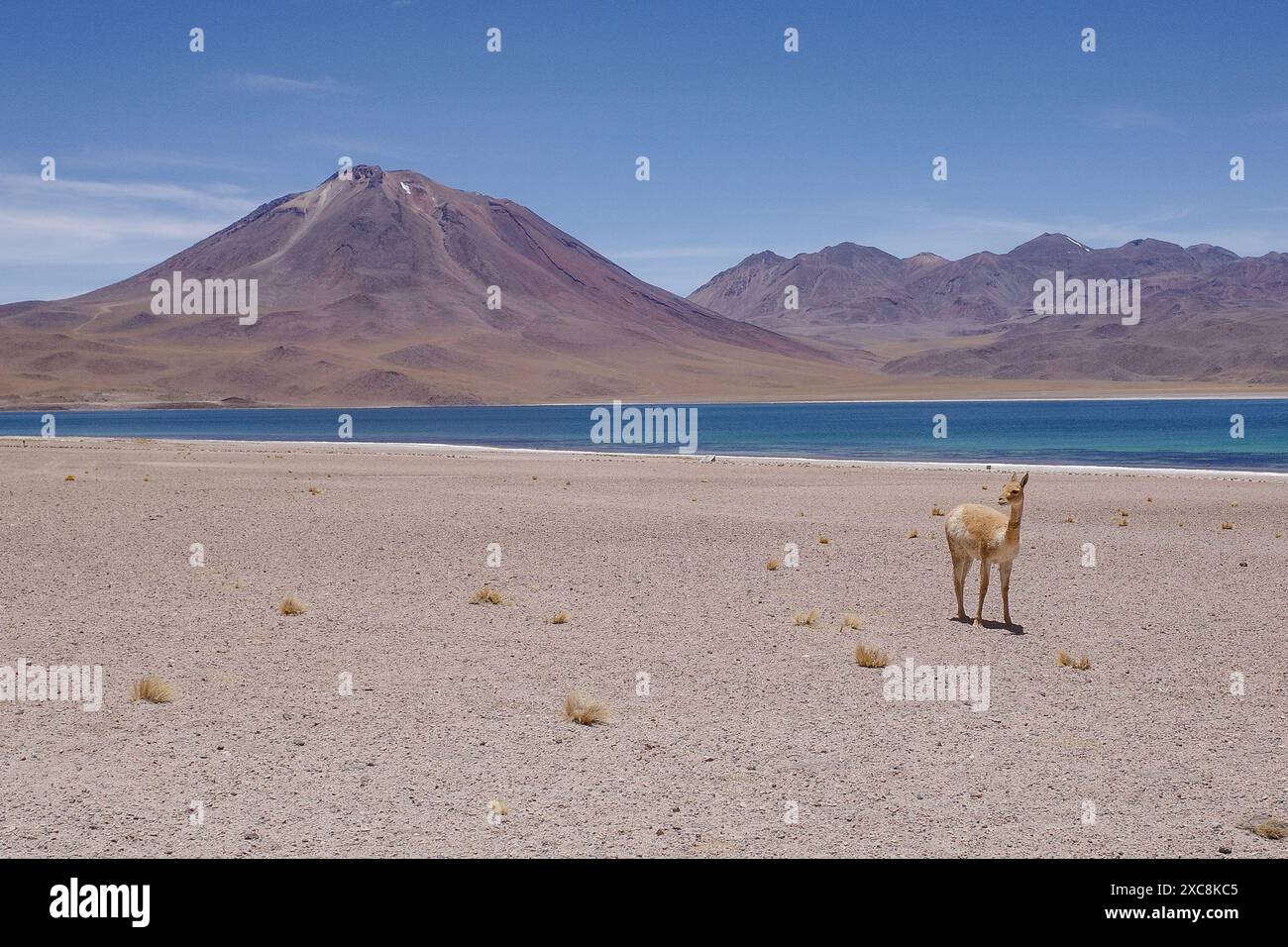 San Pedro de Atacama, Chile - Dec 1, 2023: A wild Vicuna stands in ...