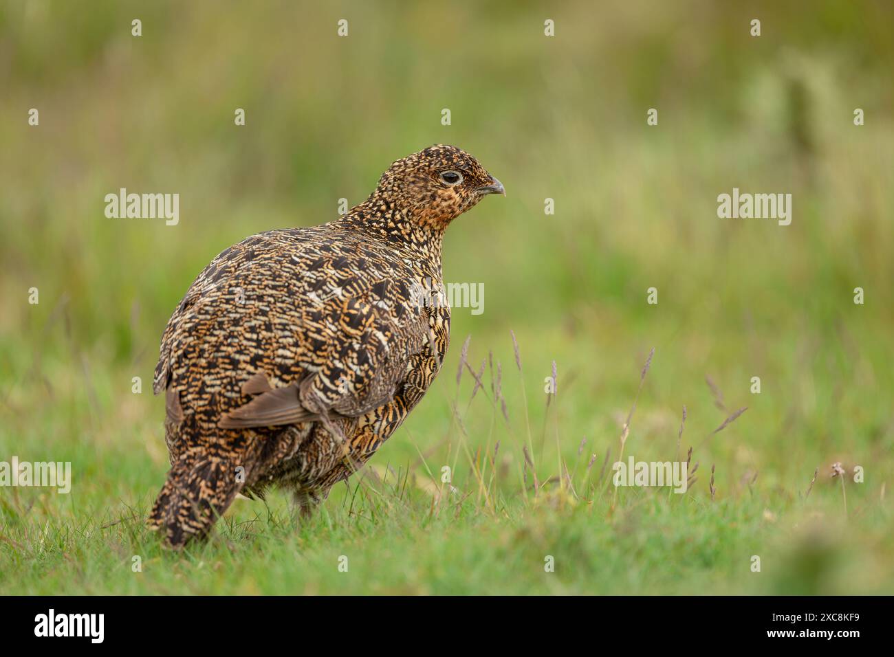 Moors are managed for shooting red grouse hi-res stock photography and ...