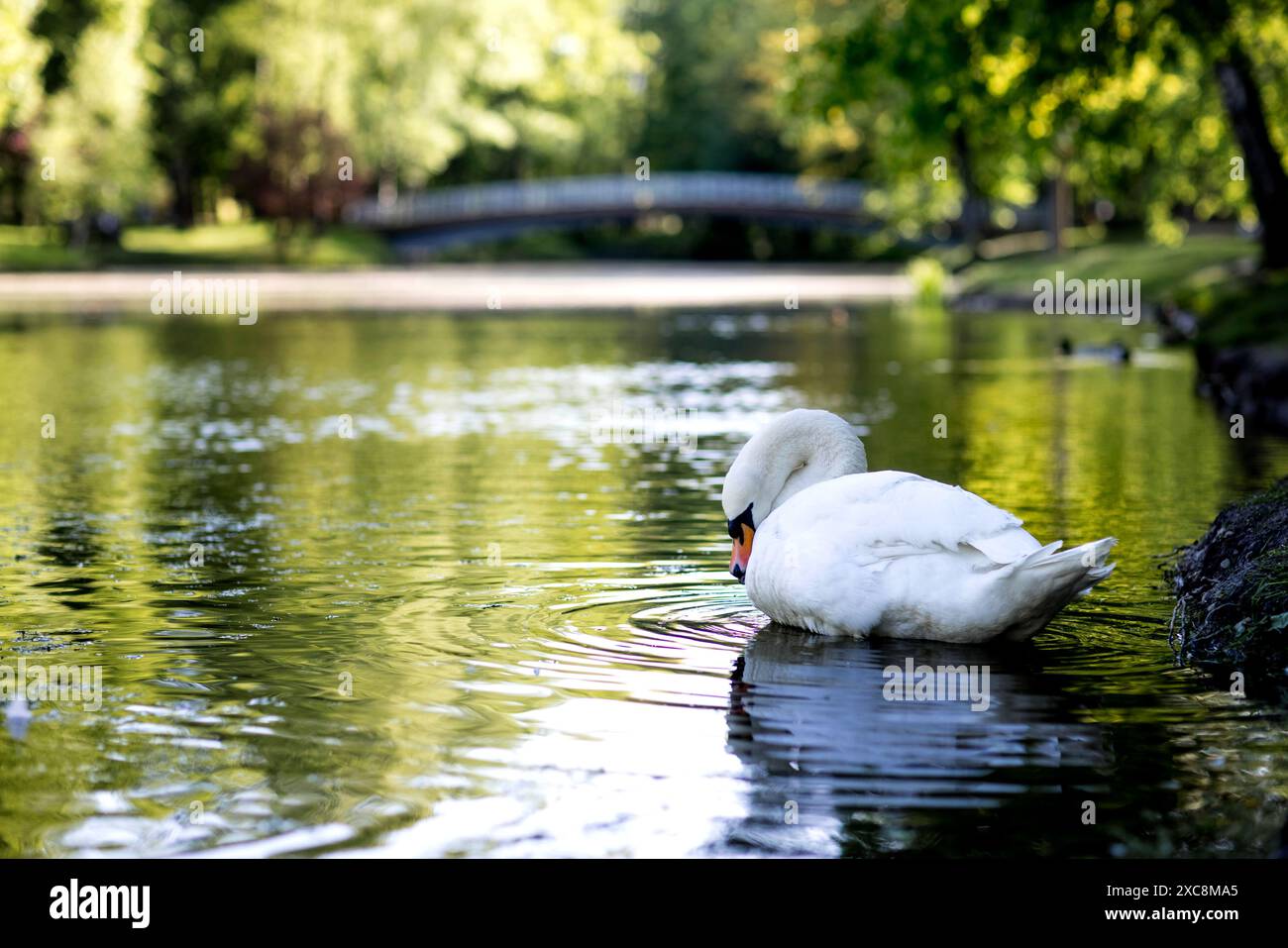 Swan lakeshore autumn animal wildlife hi-res stock photography and ...
