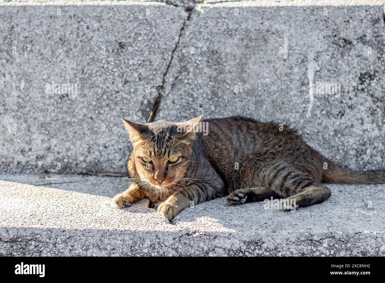 A gray angry serious cat on a stone bench in the park basks in the sun ...