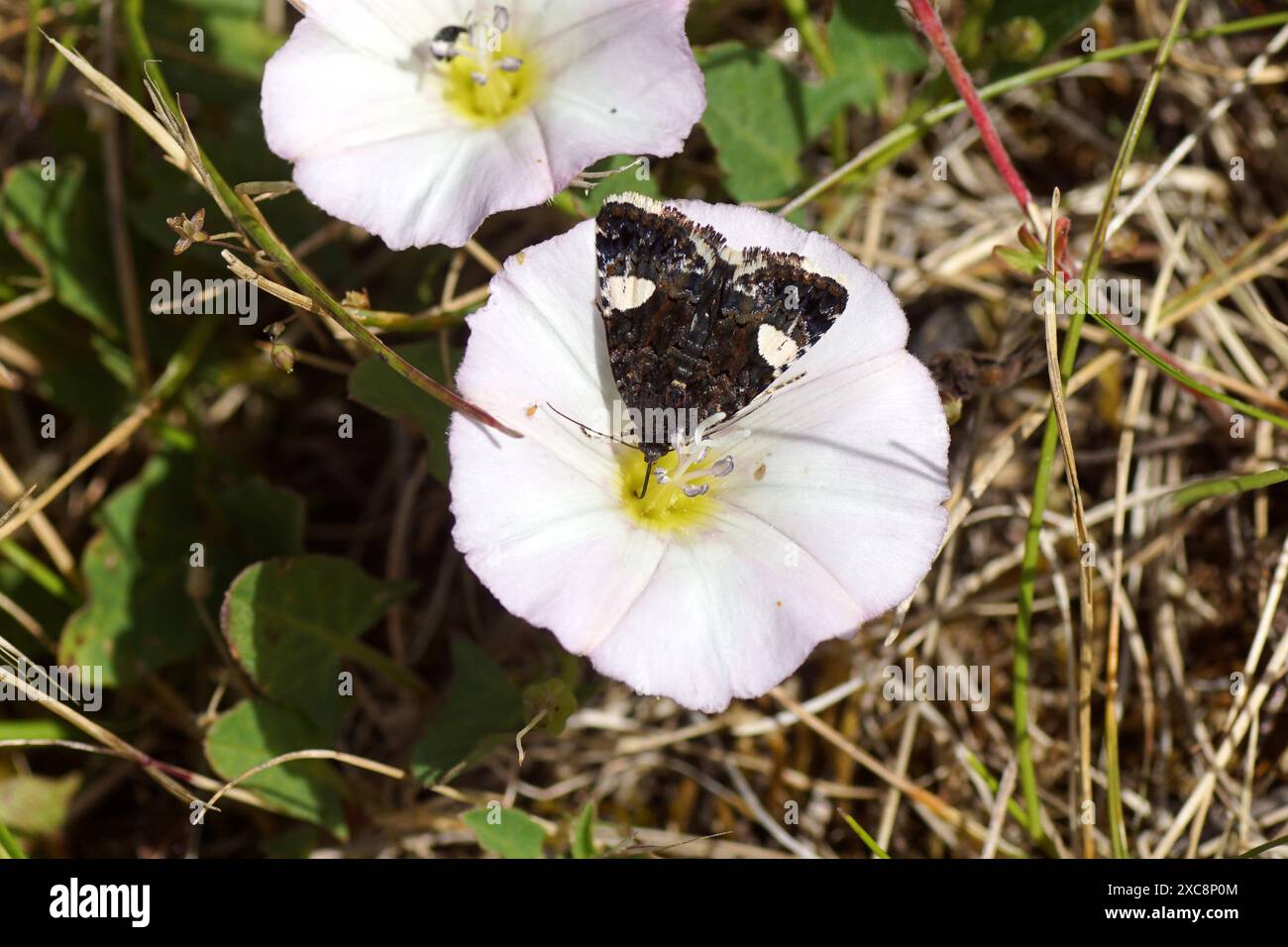 Close up four-spotted moth, field bindweed moth, Tyta luctuosa on ...