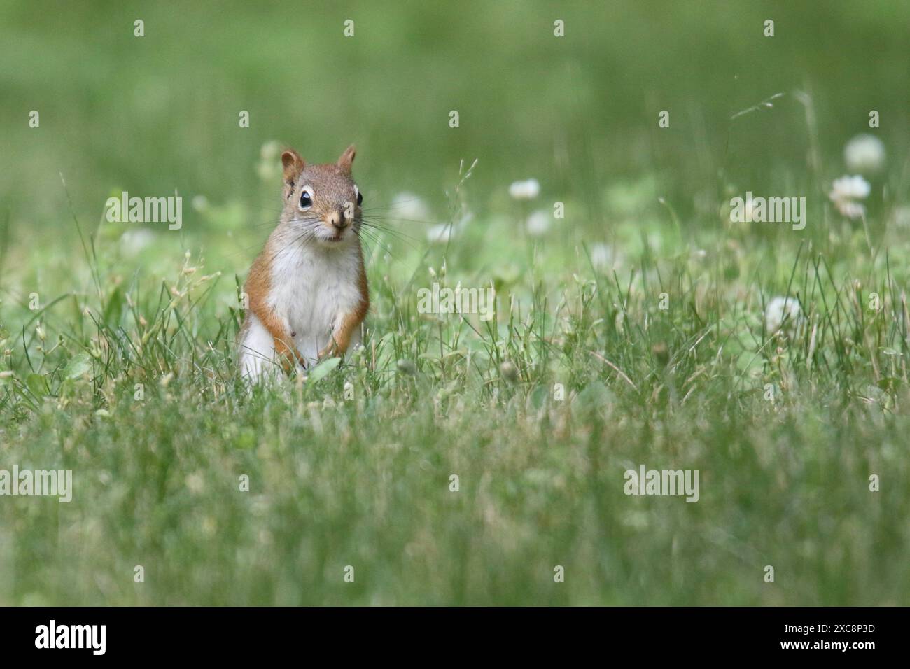 Suburban wild animals hi-res stock photography and images - Alamy