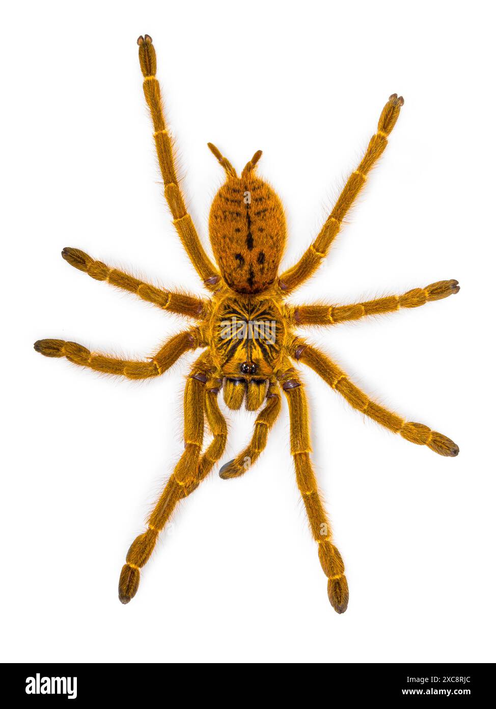 Pterinochilus murinus RCF aka Orange baboon tatantula spider. Top view ...
