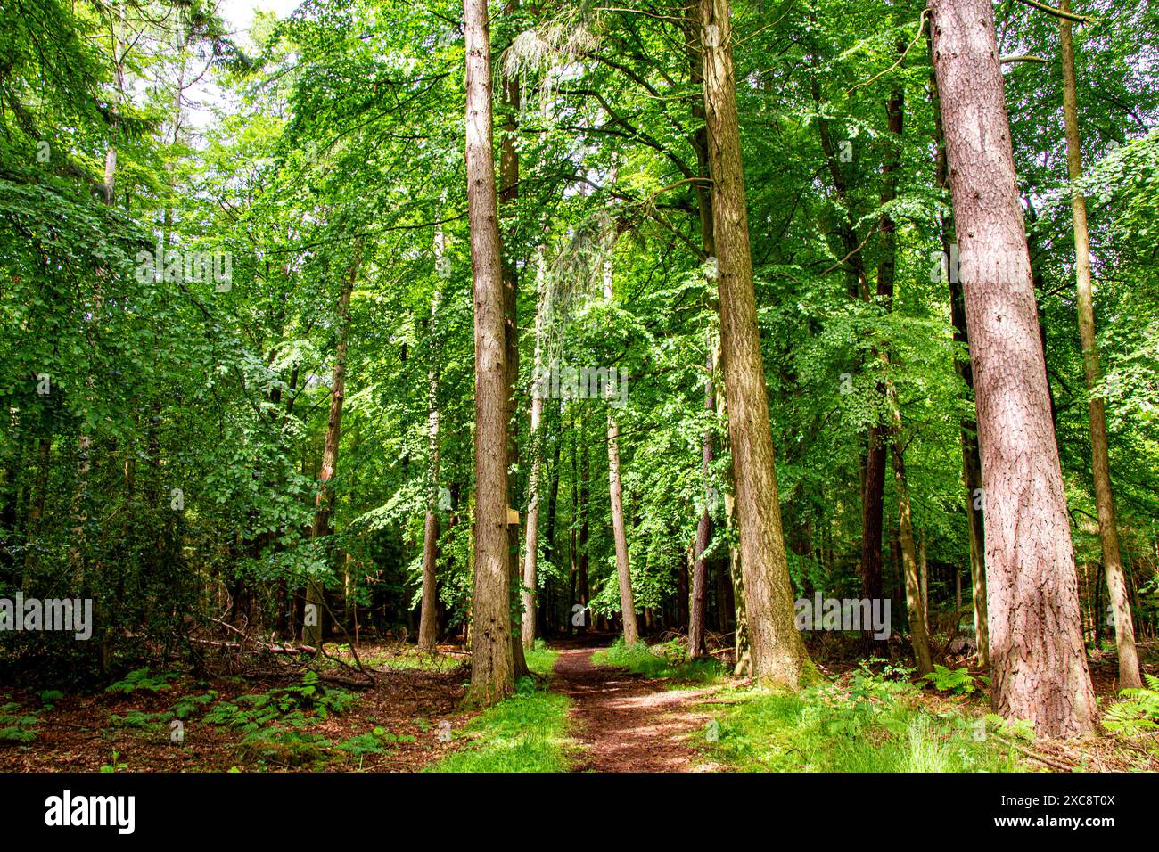 In Templeton Woods there are winding nature trails, trees with vibrant ...