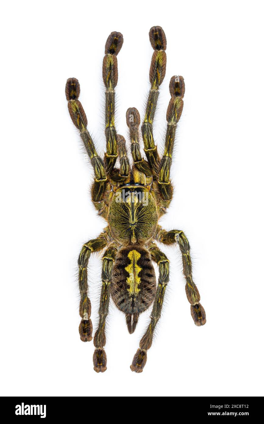 Female Poecilotheria rufilata aka Redslate ornamental tarantula. Top ...