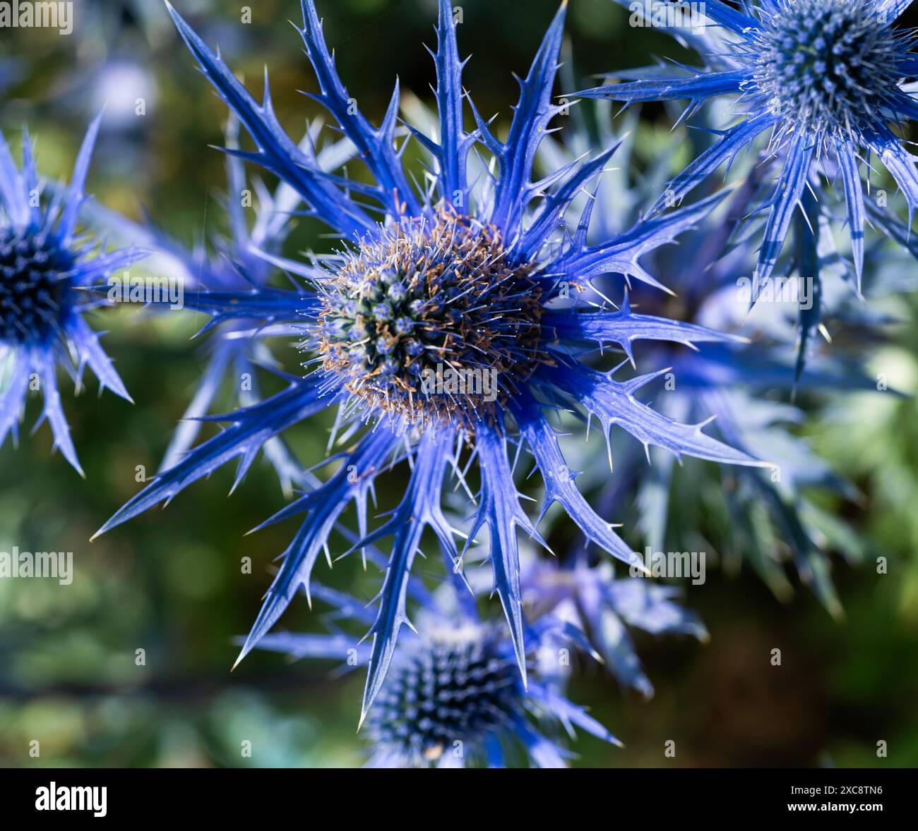 Big blue flowers hi-res stock photography and images - Alamy