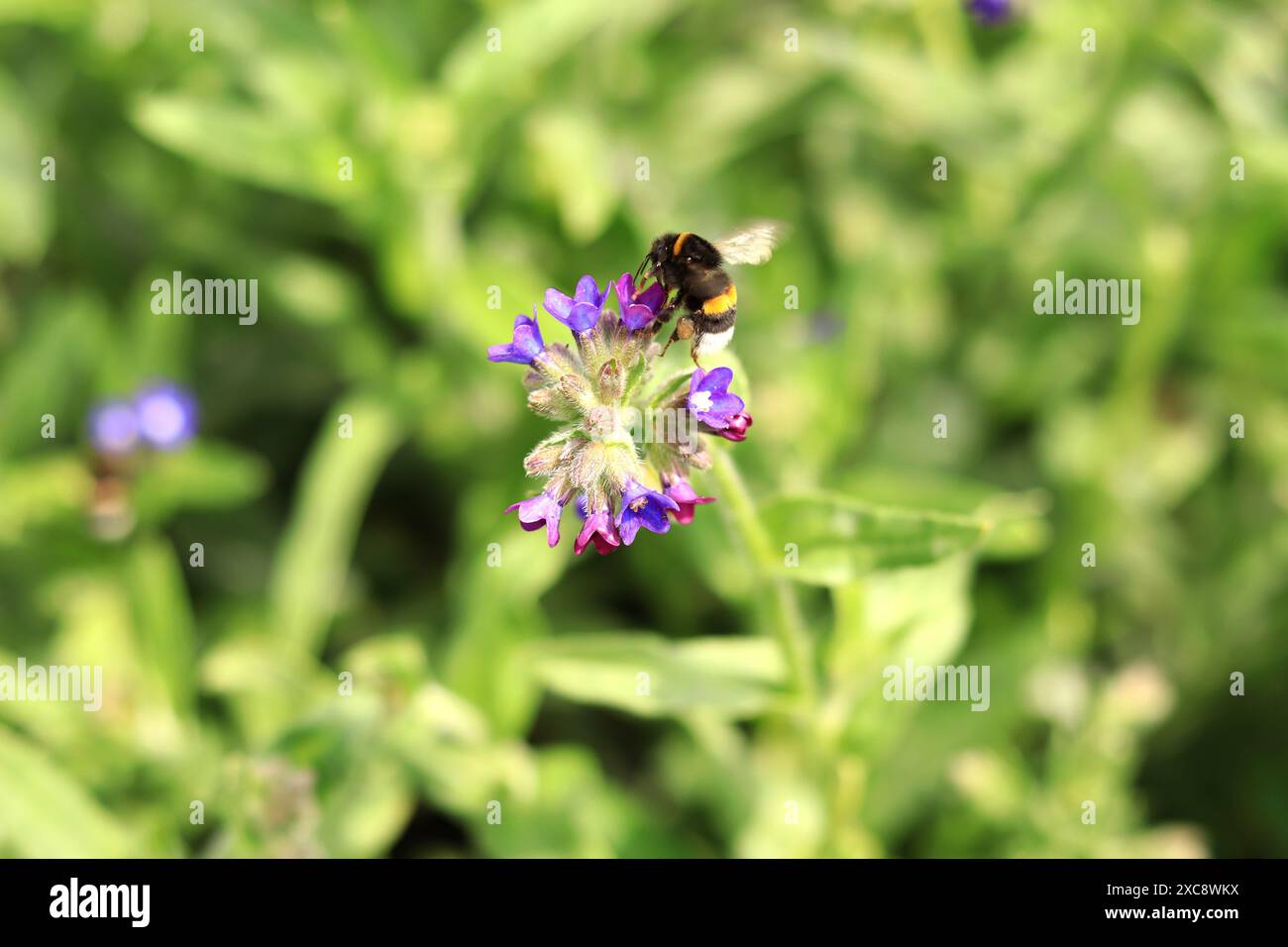 Bee collects nectar from wild flowers. Pollination of flowers by ...