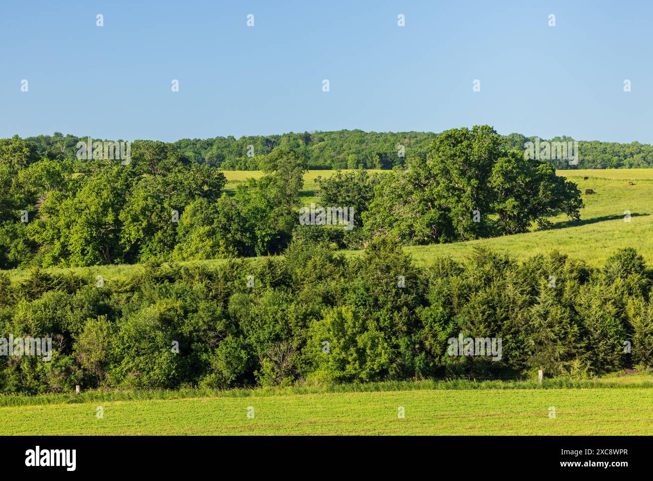 A rural hilly landscape with cattle grazing in the distance Stock Photo ...