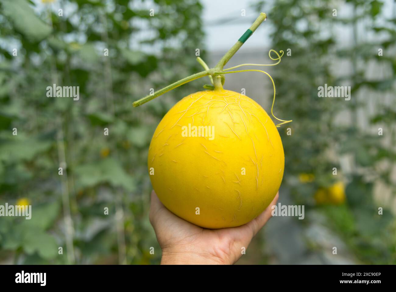 Closeup to Fresh golden melon in greenhouse of farm Stock Photo - Alamy