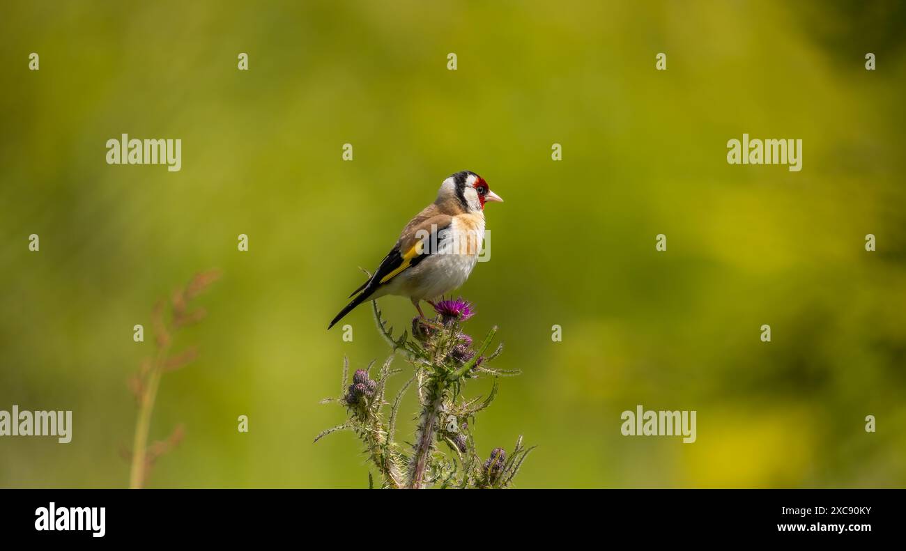 Gavin finch hi-res stock photography and images - Alamy