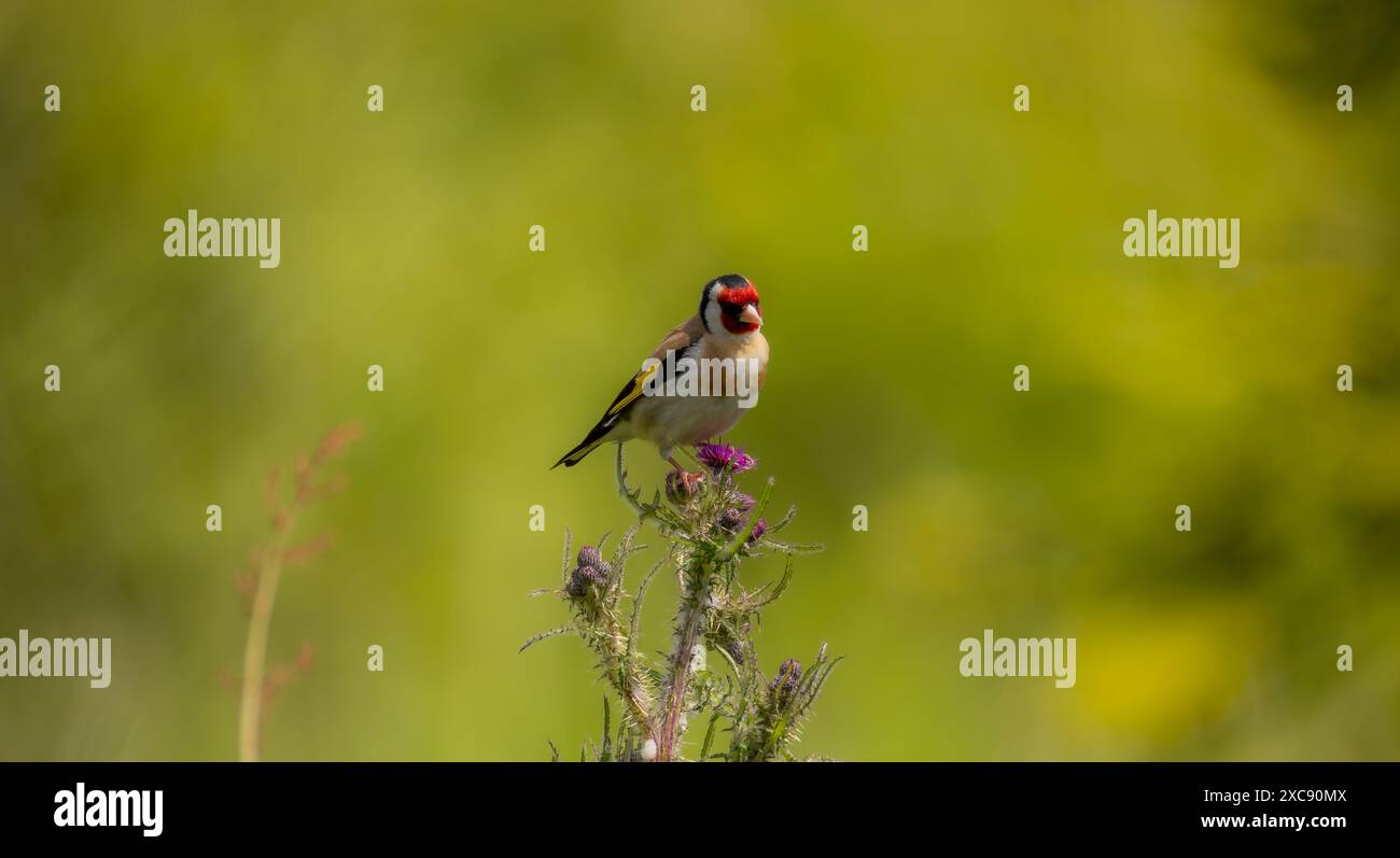 Gavin finch hi-res stock photography and images - Alamy