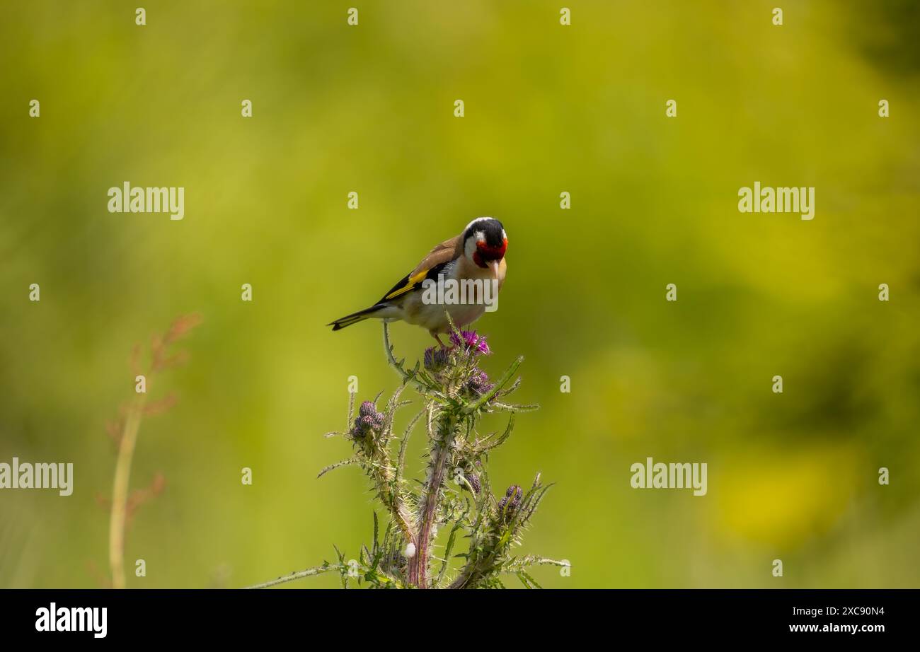 Gavin finch hi-res stock photography and images - Alamy