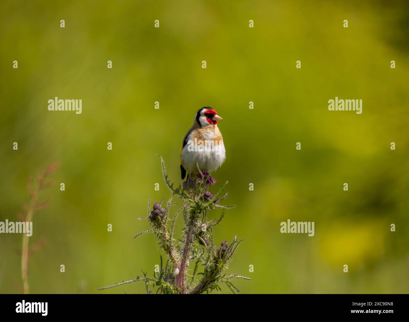 Gavin finch hi-res stock photography and images - Alamy