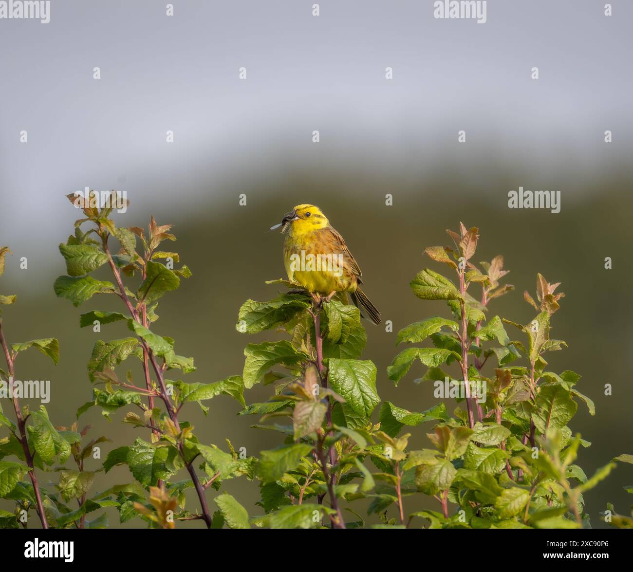 Yellowhammer enhanced nr hi-res stock photography and images - Alamy
