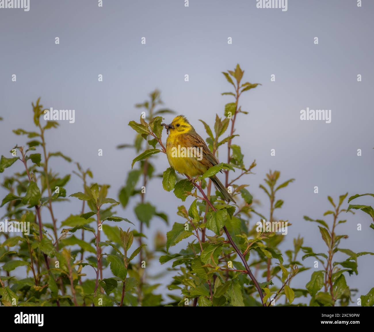 Yellowhammer enhanced nr hi-res stock photography and images - Alamy